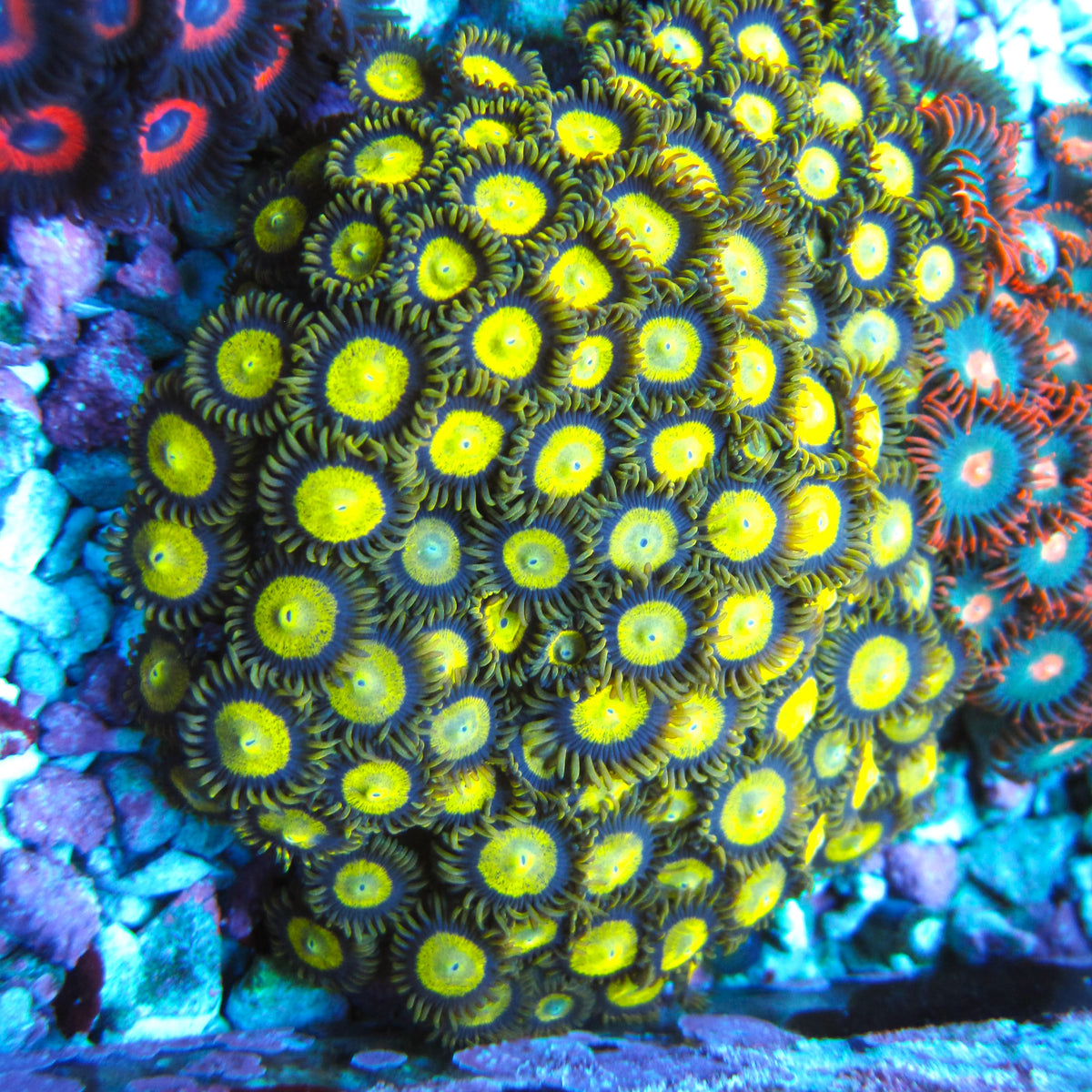 King Midas Zoa – Prestige Worldwide Corals