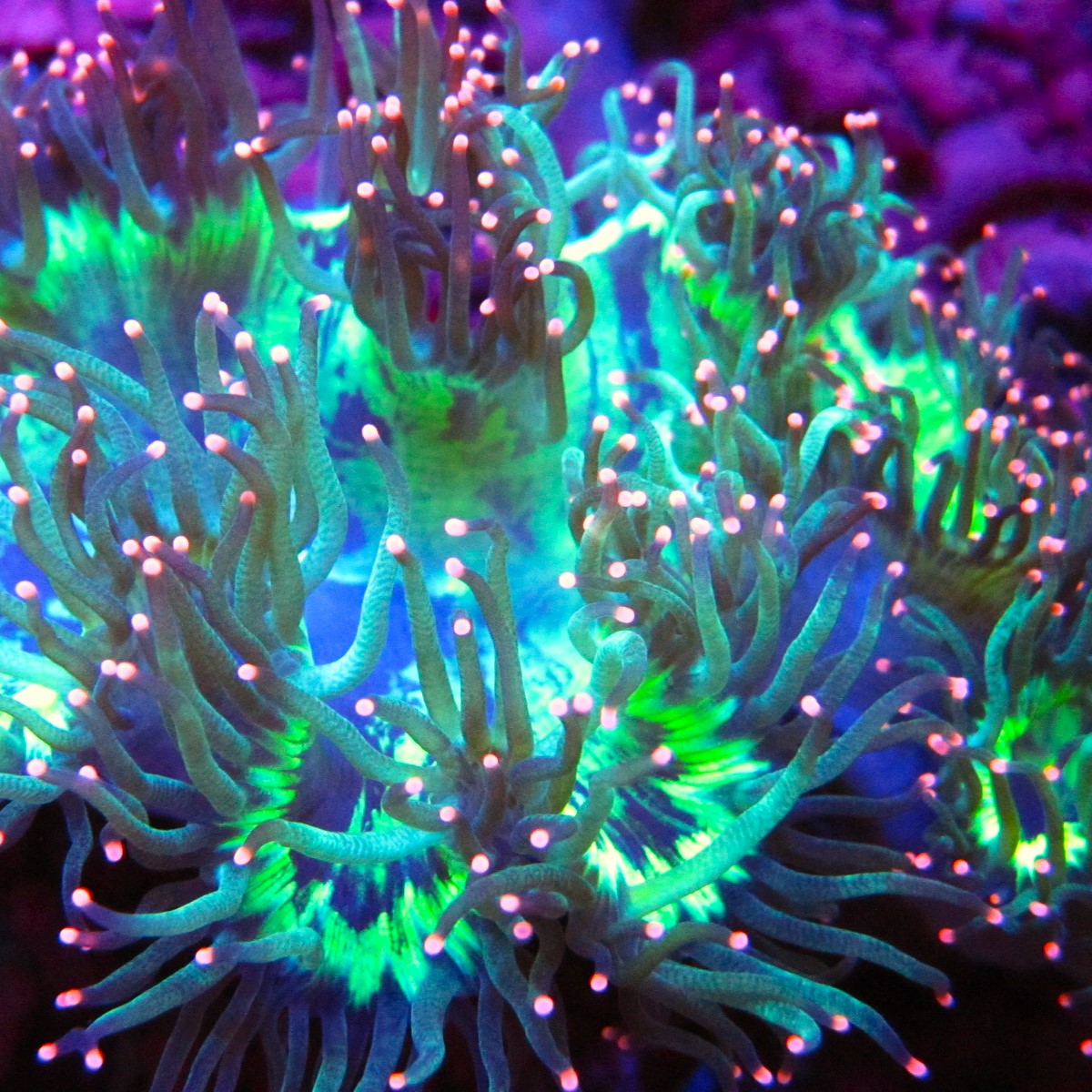 Elegance Corals – Prestige Worldwide Corals