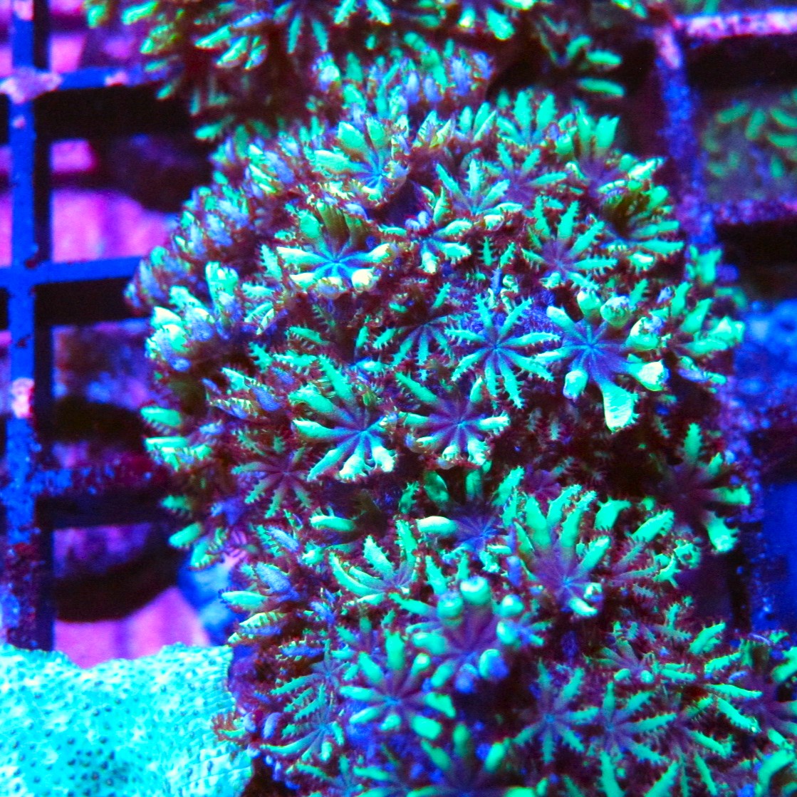 Blue Sympodium – Prestige Worldwide Corals