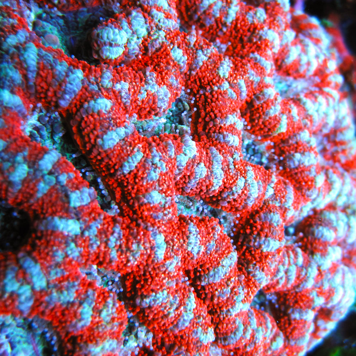 PWC Cloudfire Acan Lord – Prestige Worldwide Corals