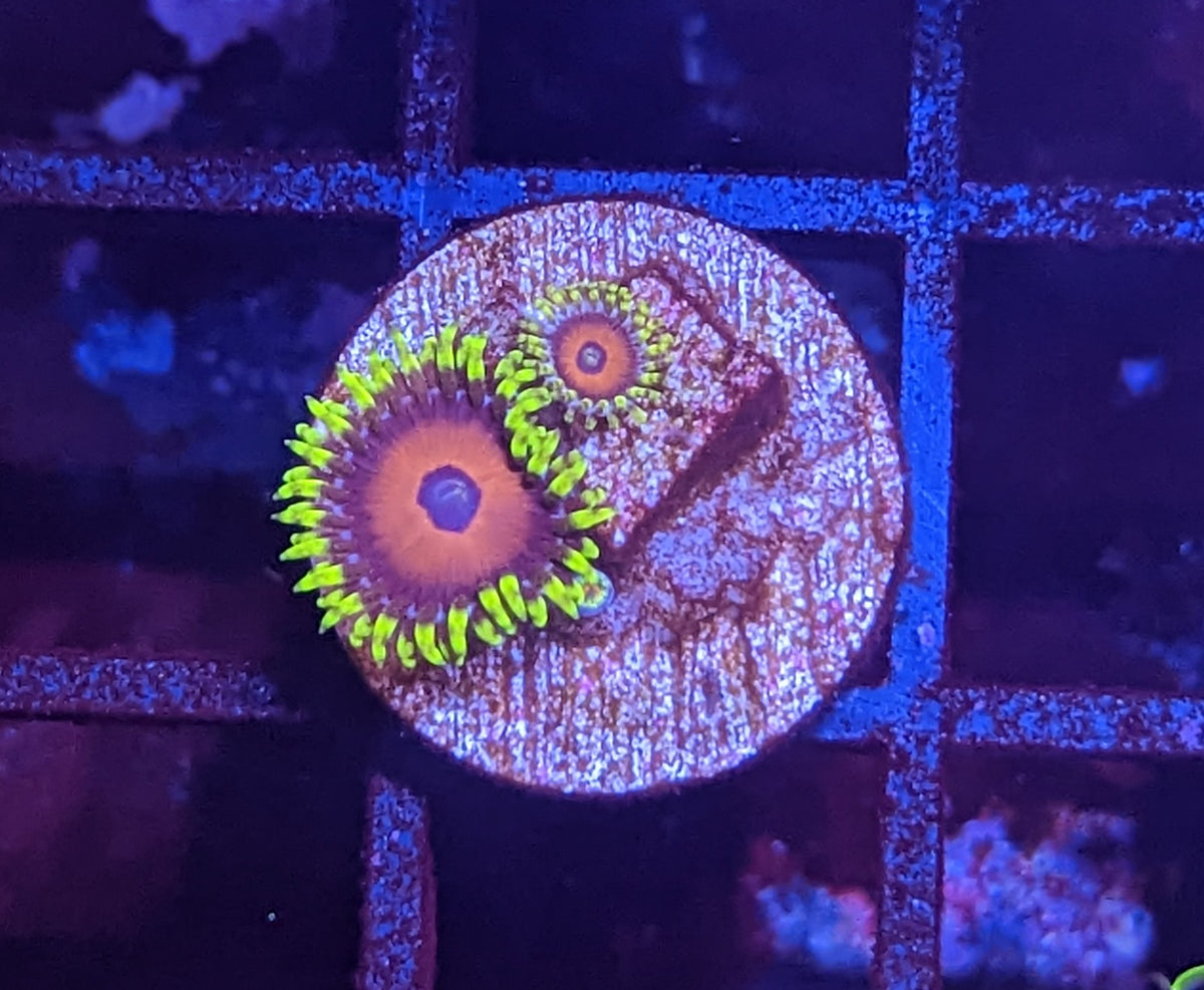 PWC Eagle Eye Zoa – Prestige Worldwide Corals