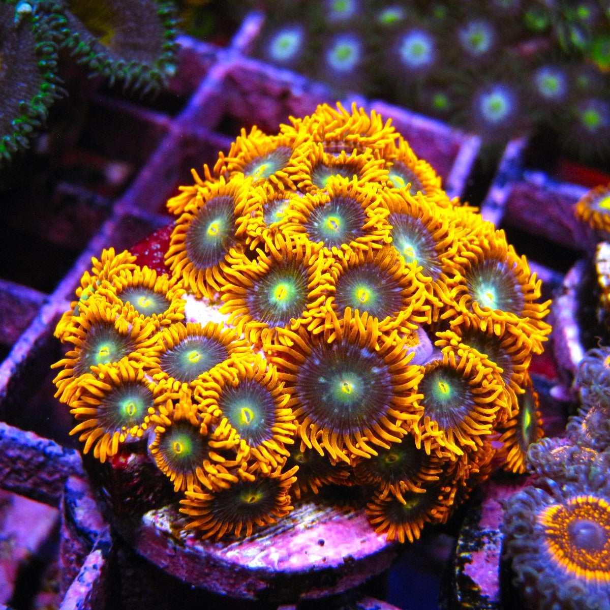 Goblin Fire Zoa – Prestige Worldwide Corals
