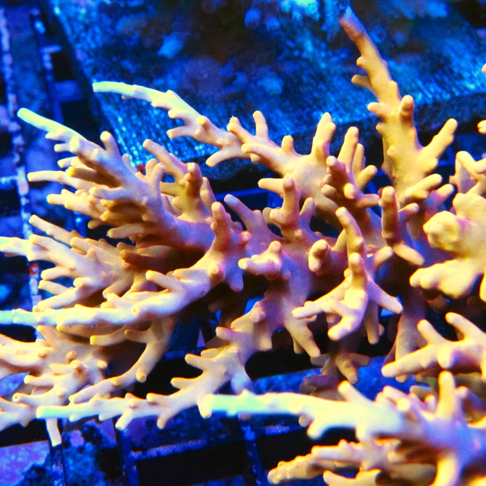 Golden Rod Acropora – Prestige Worldwide Corals