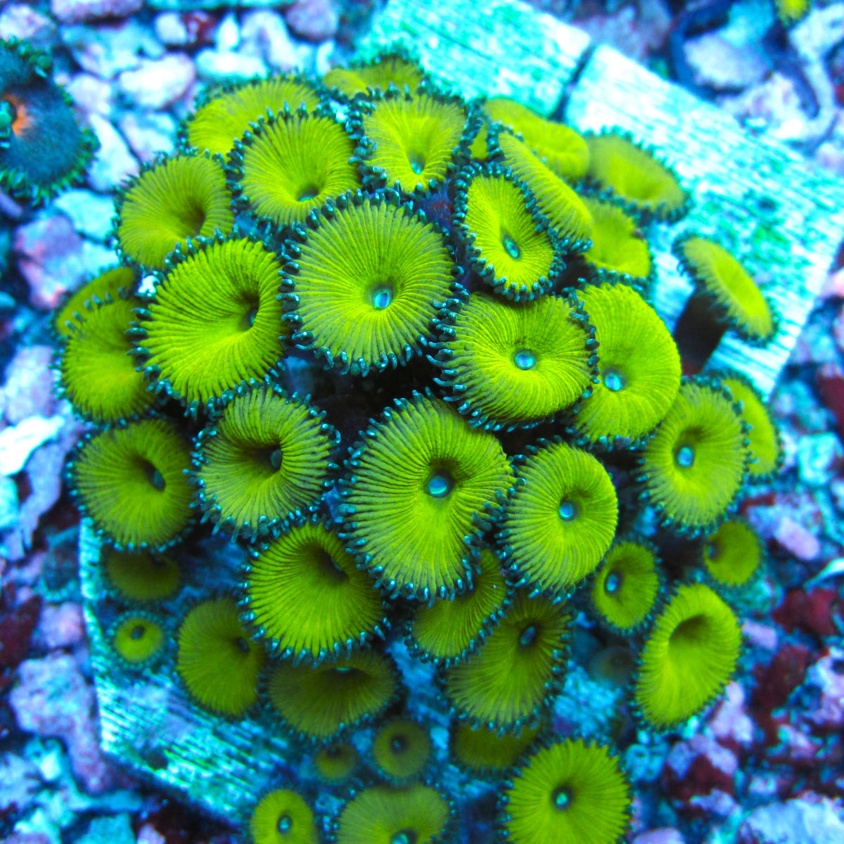 Nuclear Green Paly – Prestige Worldwide Corals