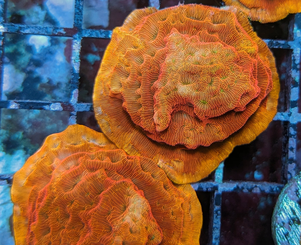 Blood Orange Lepto – Prestige Worldwide Corals