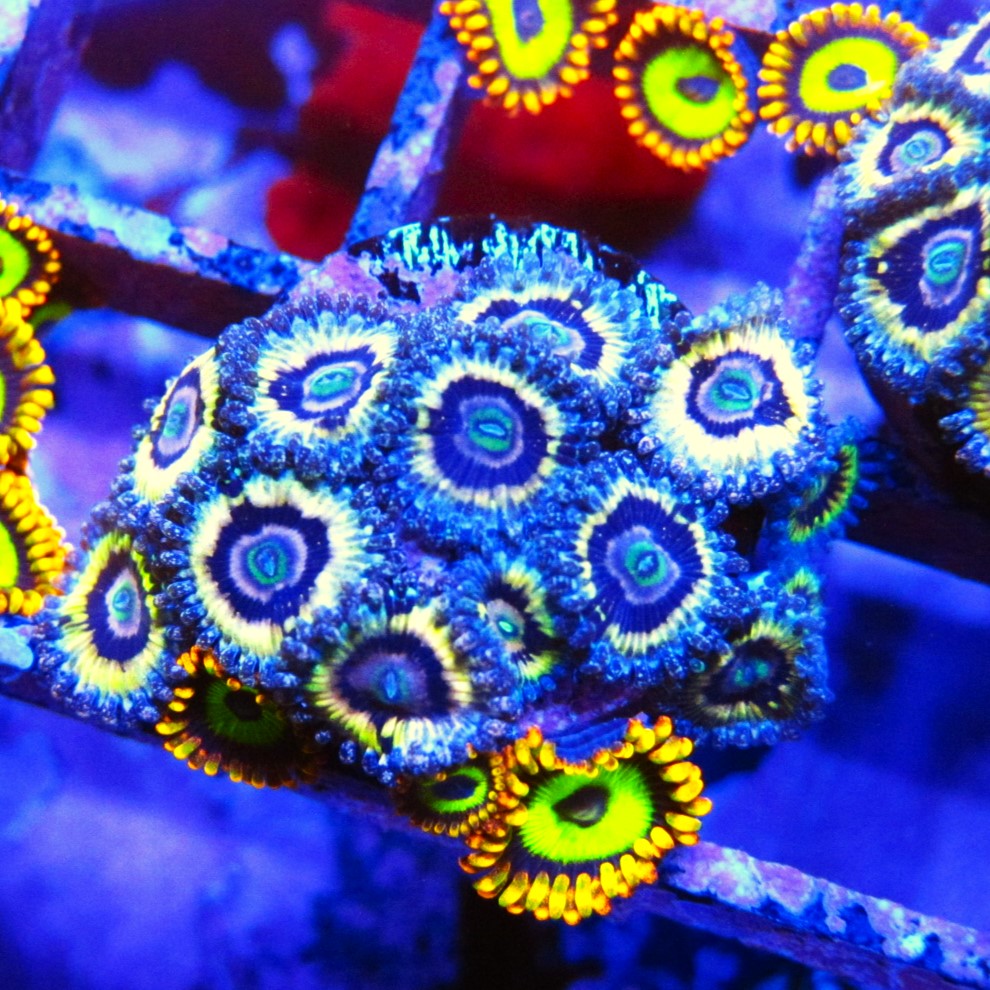 Queen Strat Zoa – Prestige Worldwide Corals