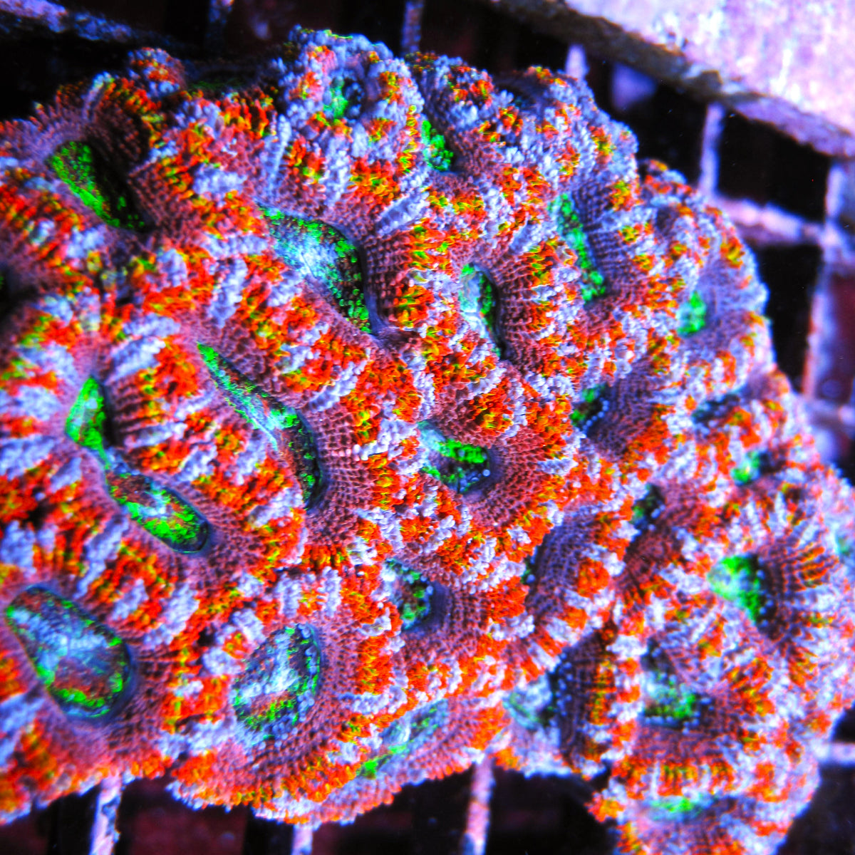 PWC Rainbow Acan Lord – Prestige Worldwide Corals