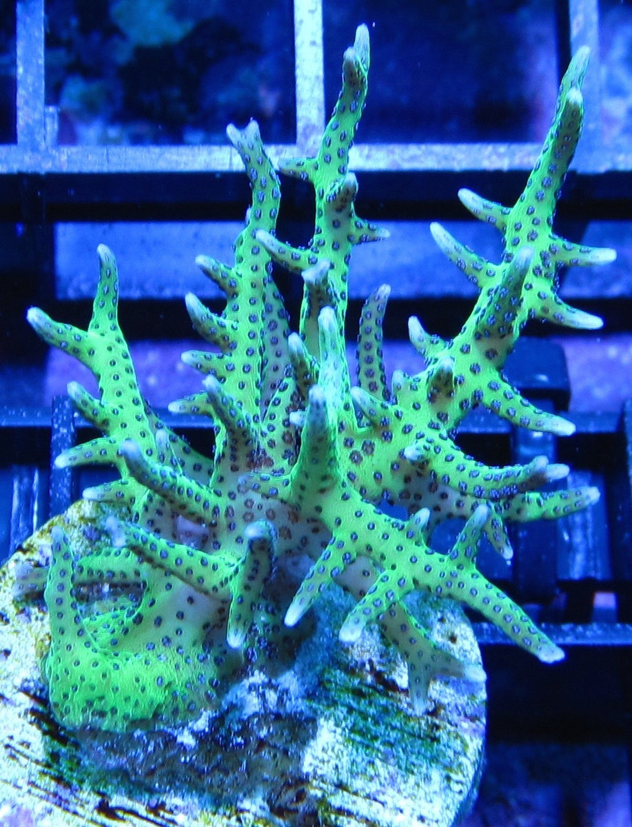 Ponape Birds Nest Seriatopora – Prestige Worldwide Corals