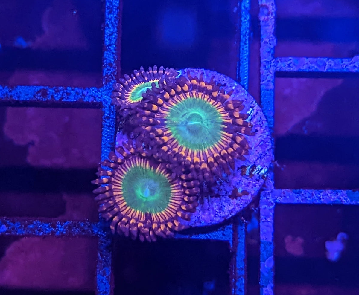 Candy Apple Red Zoa – Prestige Worldwide Corals
