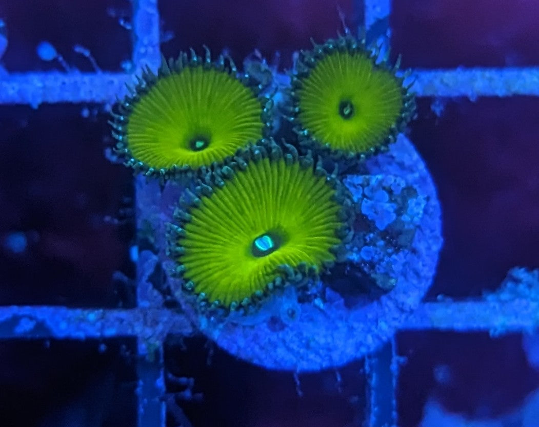 Nuclear Green Paly – Prestige Worldwide Corals